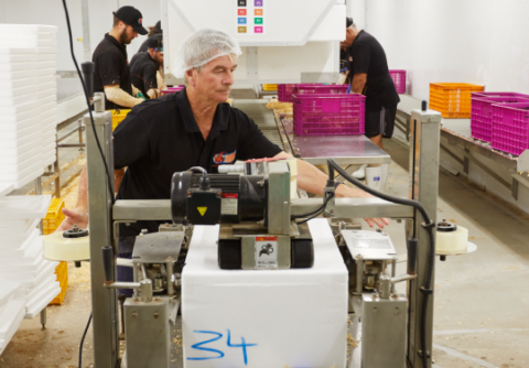 Lobster Production - Lobster Shack