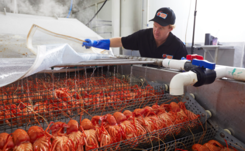 Lobster Production - Lobster Shack