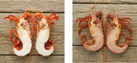 Our Products - Lobster Shack