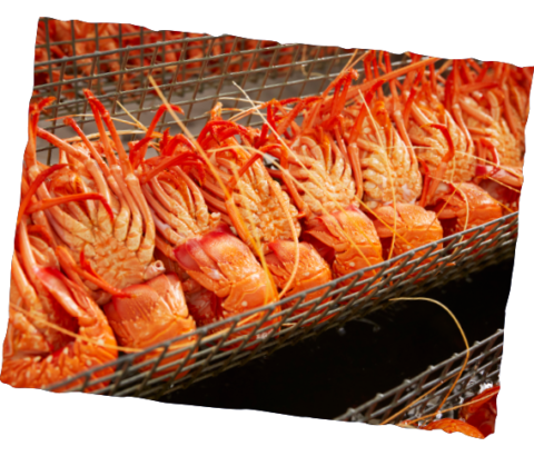 Welcome - Lobster Shack