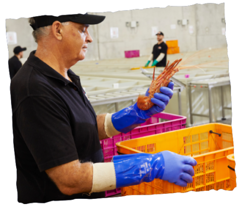 Welcome - Lobster Shack